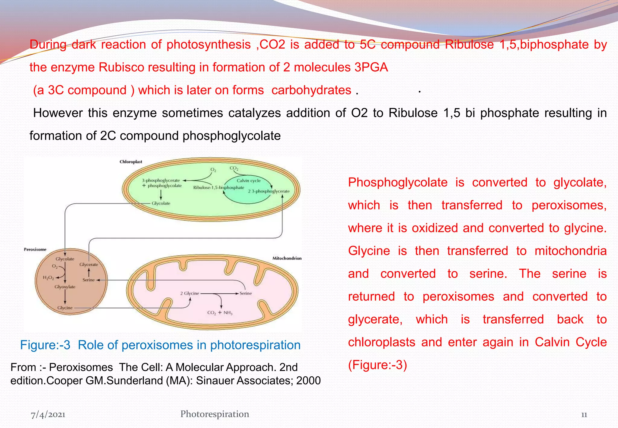 PHOTORESPIRATION(C2 cycle)/Glycolate Cycle/PCO Cycle | PPTX