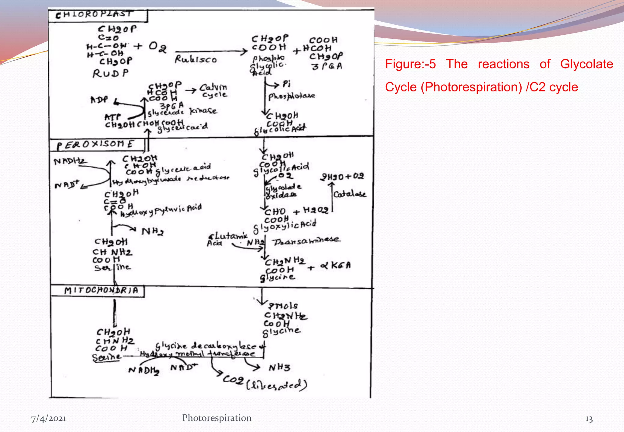 PHOTORESPIRATION(C2 cycle)/Glycolate Cycle/PCO Cycle | PPTX