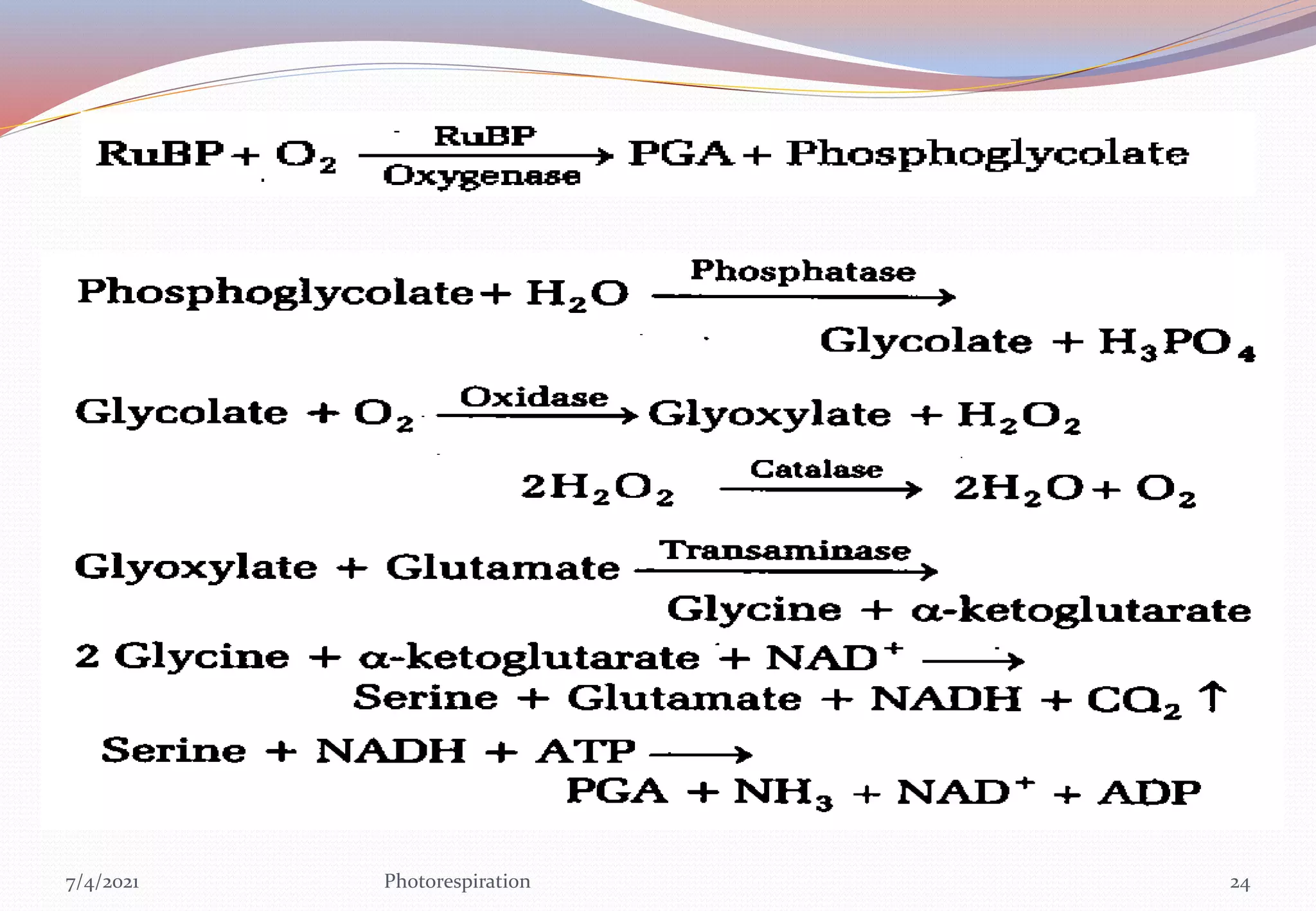 PHOTORESPIRATION(C2 cycle)/Glycolate Cycle/PCO Cycle | PPTX