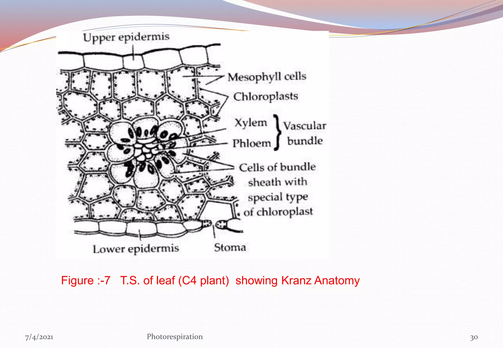 PHOTORESPIRATION(C2 cycle)/Glycolate Cycle/PCO Cycle | PPTX