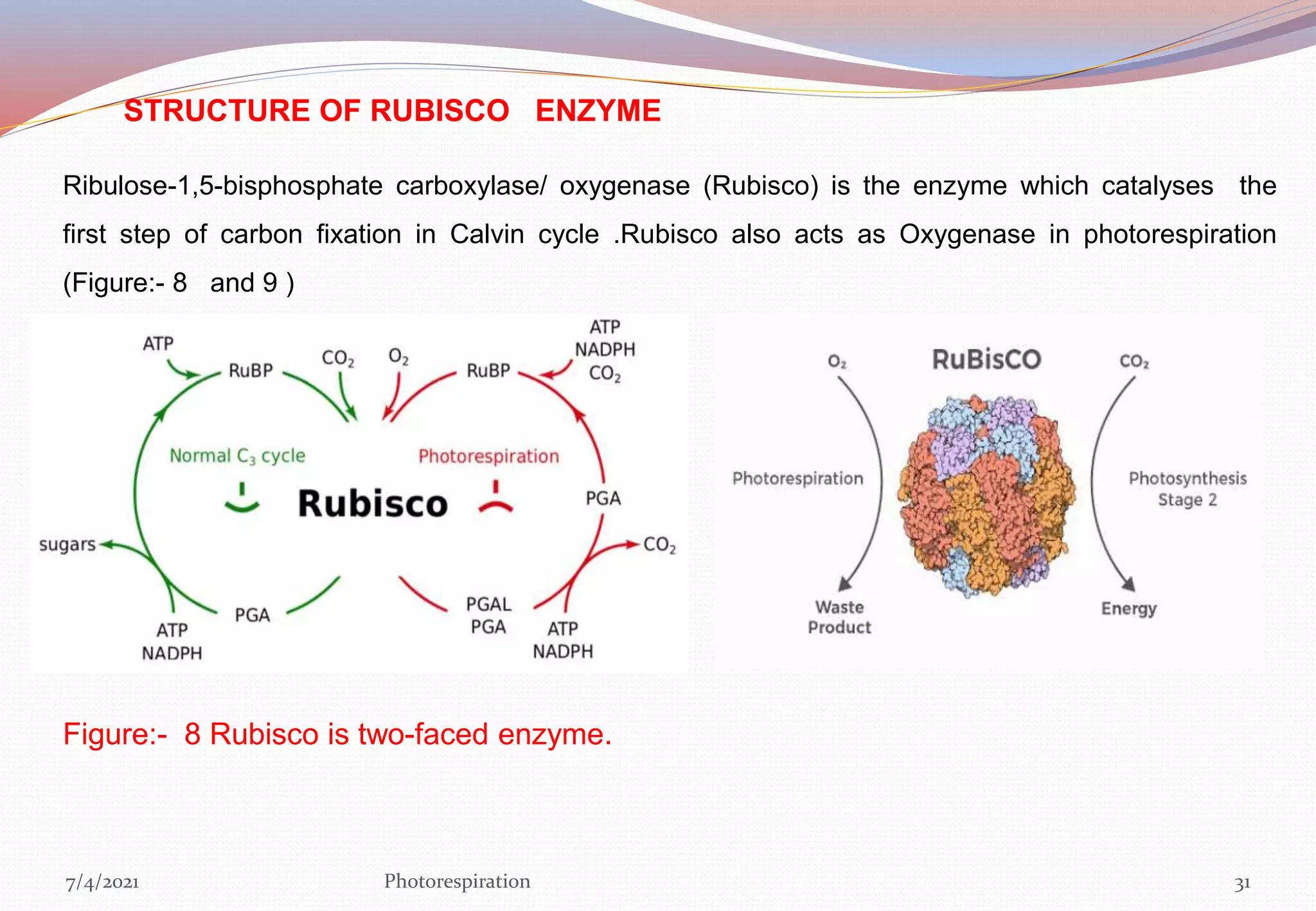 PHOTORESPIRATION(C2 cycle)/Glycolate Cycle/PCO Cycle | PPTX