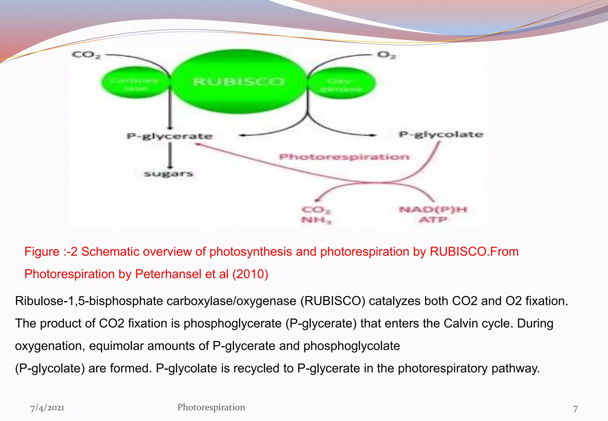 PHOTORESPIRATION(C2 cycle)/Glycolate Cycle/PCO Cycle | PPTX