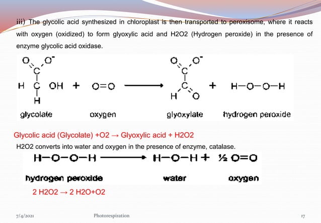 PHOTORESPIRATION(C2 cycle)/Glycolate Cycle/PCO Cycle | PPTX | Lung and ...