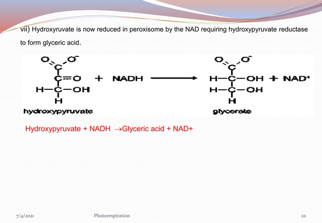 PHOTORESPIRATION(C2 cycle)/Glycolate Cycle/PCO Cycle | PPTX | Lung and ...
