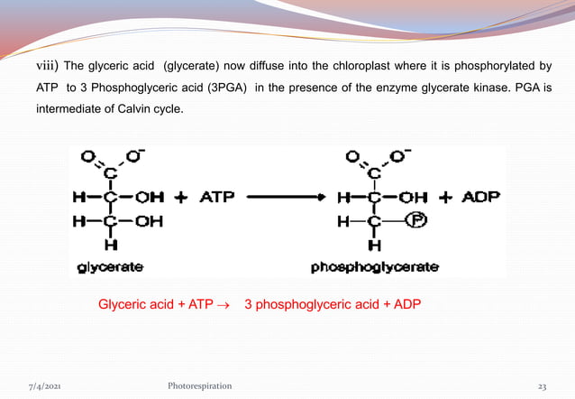 PHOTORESPIRATION(C2 cycle)/Glycolate Cycle/PCO Cycle | PPTX | Lung and ...