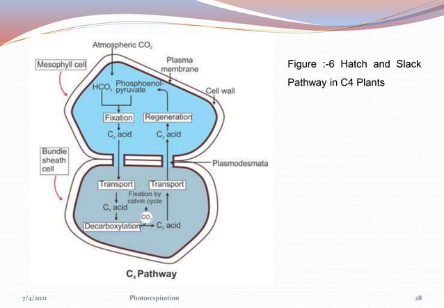PHOTORESPIRATION(C2 cycle)/Glycolate Cycle/PCO Cycle | PPTX | Lung and ...