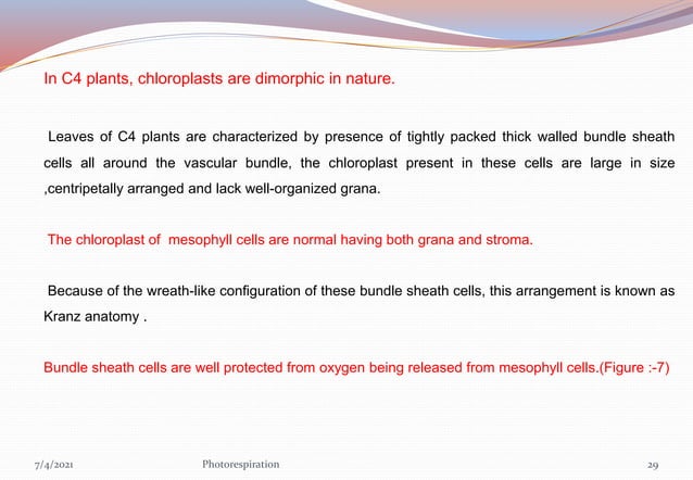 PHOTORESPIRATION(C2 cycle)/Glycolate Cycle/PCO Cycle | PPTX | Lung and ...