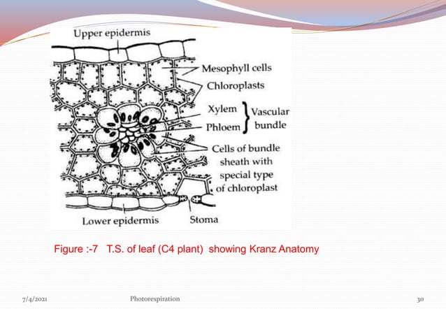 PHOTORESPIRATION(C2 cycle)/Glycolate Cycle/PCO Cycle | PPTX | Lung and ...