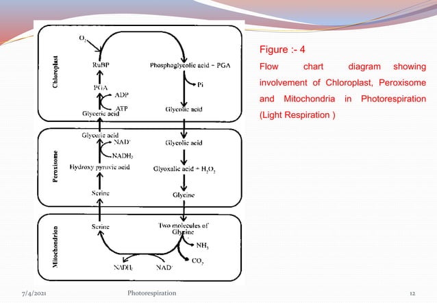 PHOTORESPIRATION(C2 cycle)/Glycolate Cycle/PCO Cycle