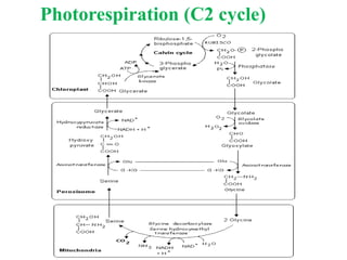 Photorespiration Or C2 Cycle
