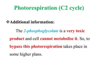 Photorespiration Or C2 Cycle