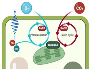Photorespiration Or C2 Cycle