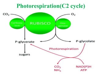Photorespiration Or C2 Cycle