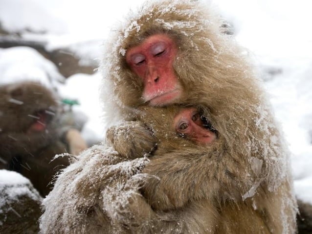 Photos of Gangler | PPT