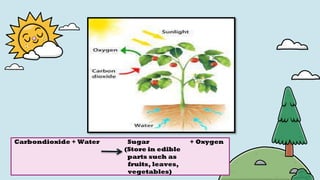 Photosnthesis for grade 4.pptx