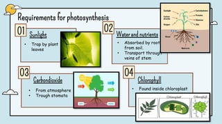 Photosnthesis for grade 4.pptx