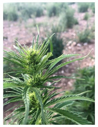 Photos of 2019 crop part 1 | PDF | Agriculture | Industries