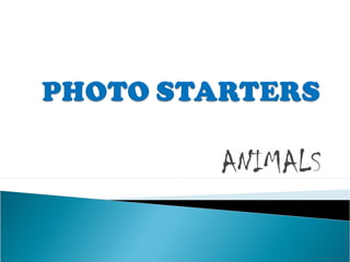 Photo starters animals | PPT