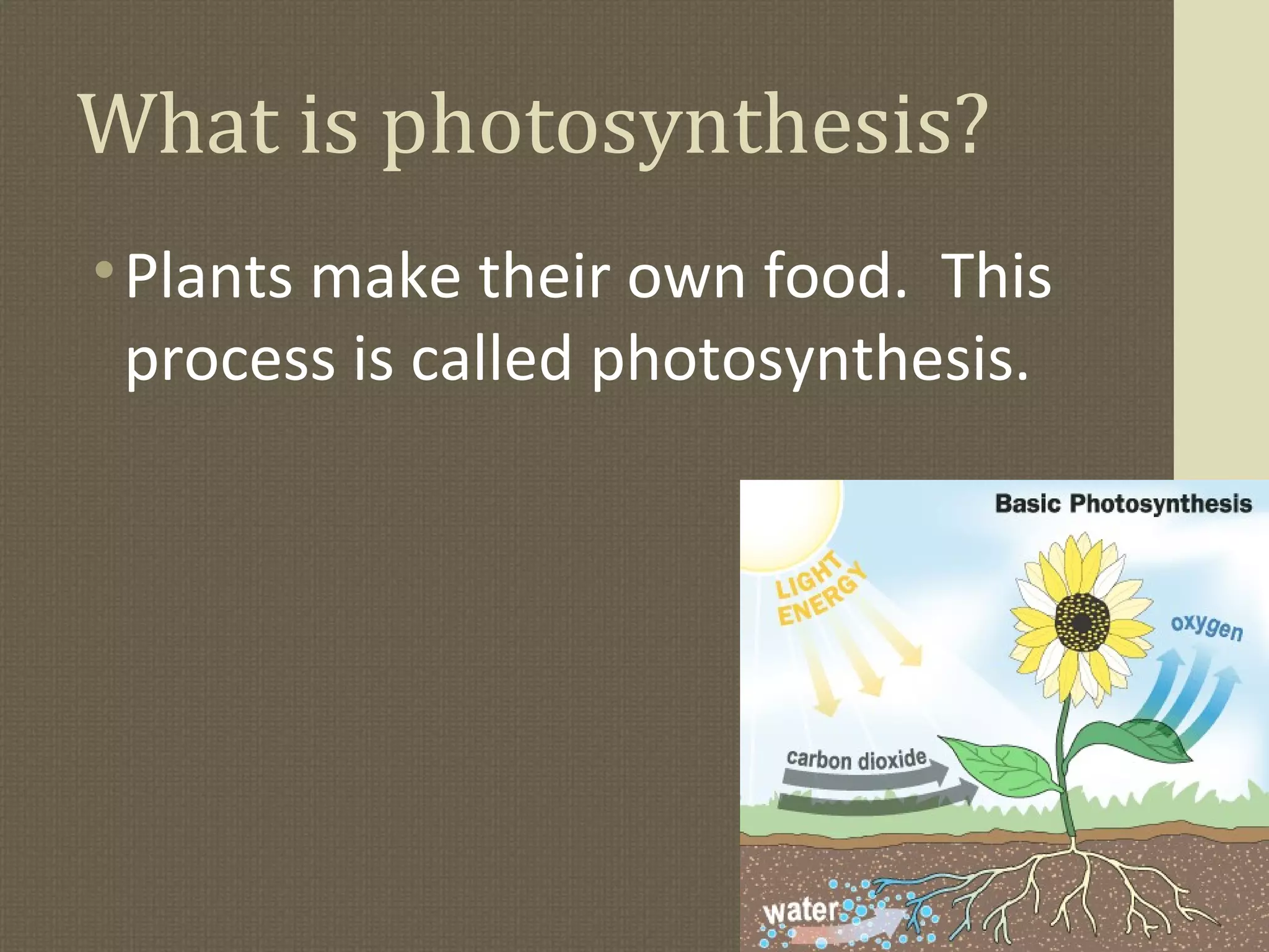 Photosyn | PPT