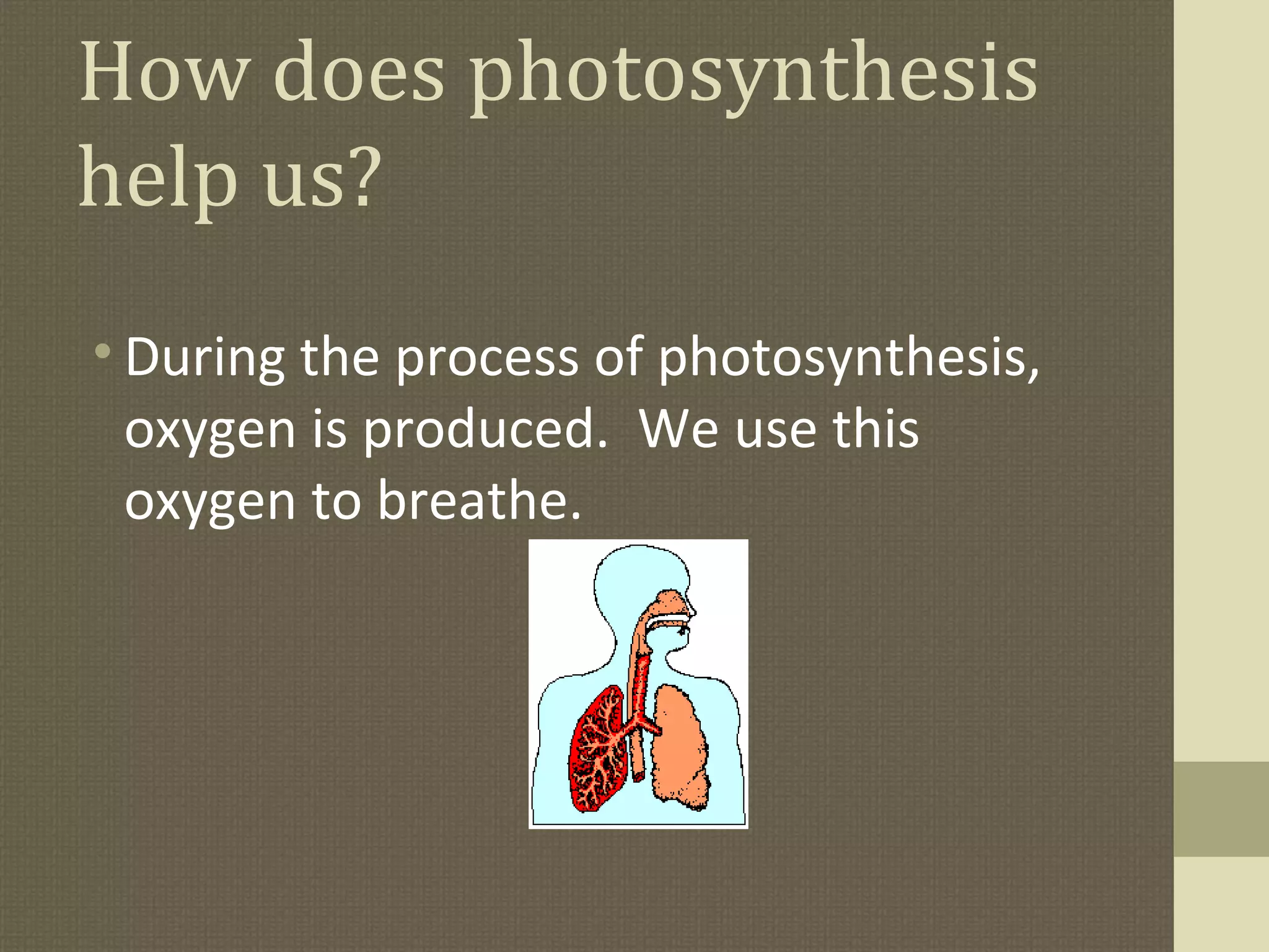 Photosyn | PPT
