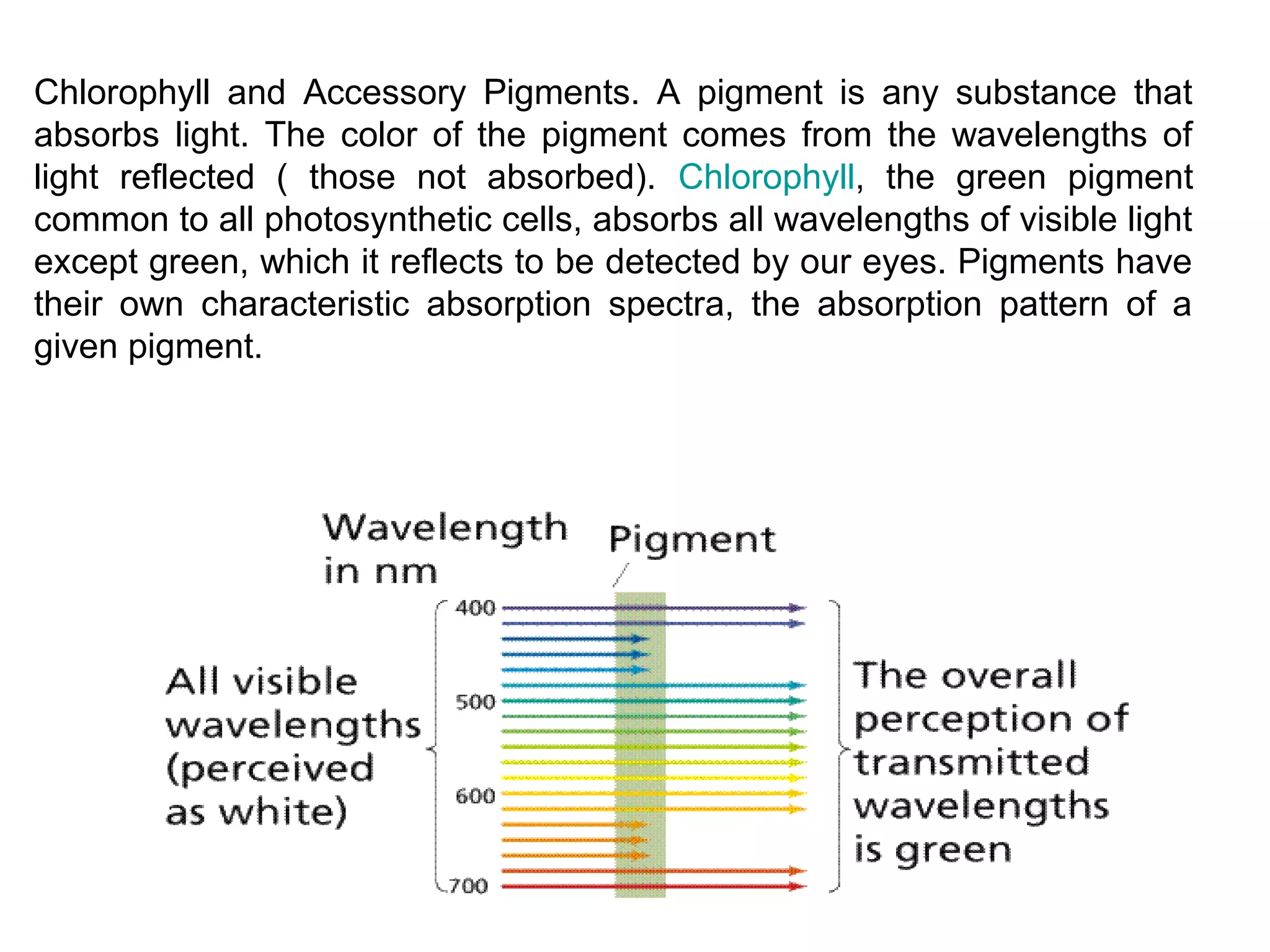 Photosynthesis | PPT