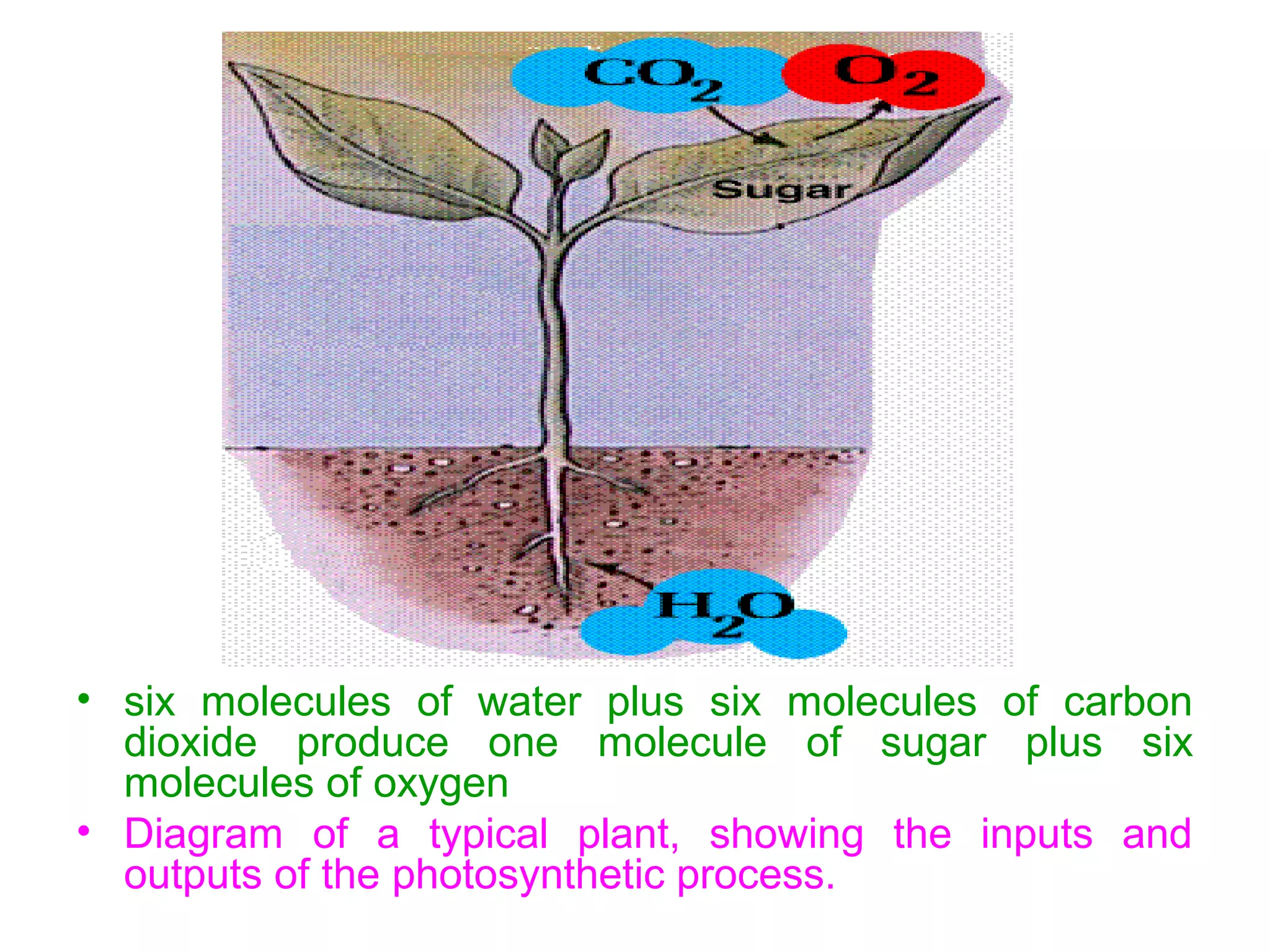 Photosynthesis | PPT
