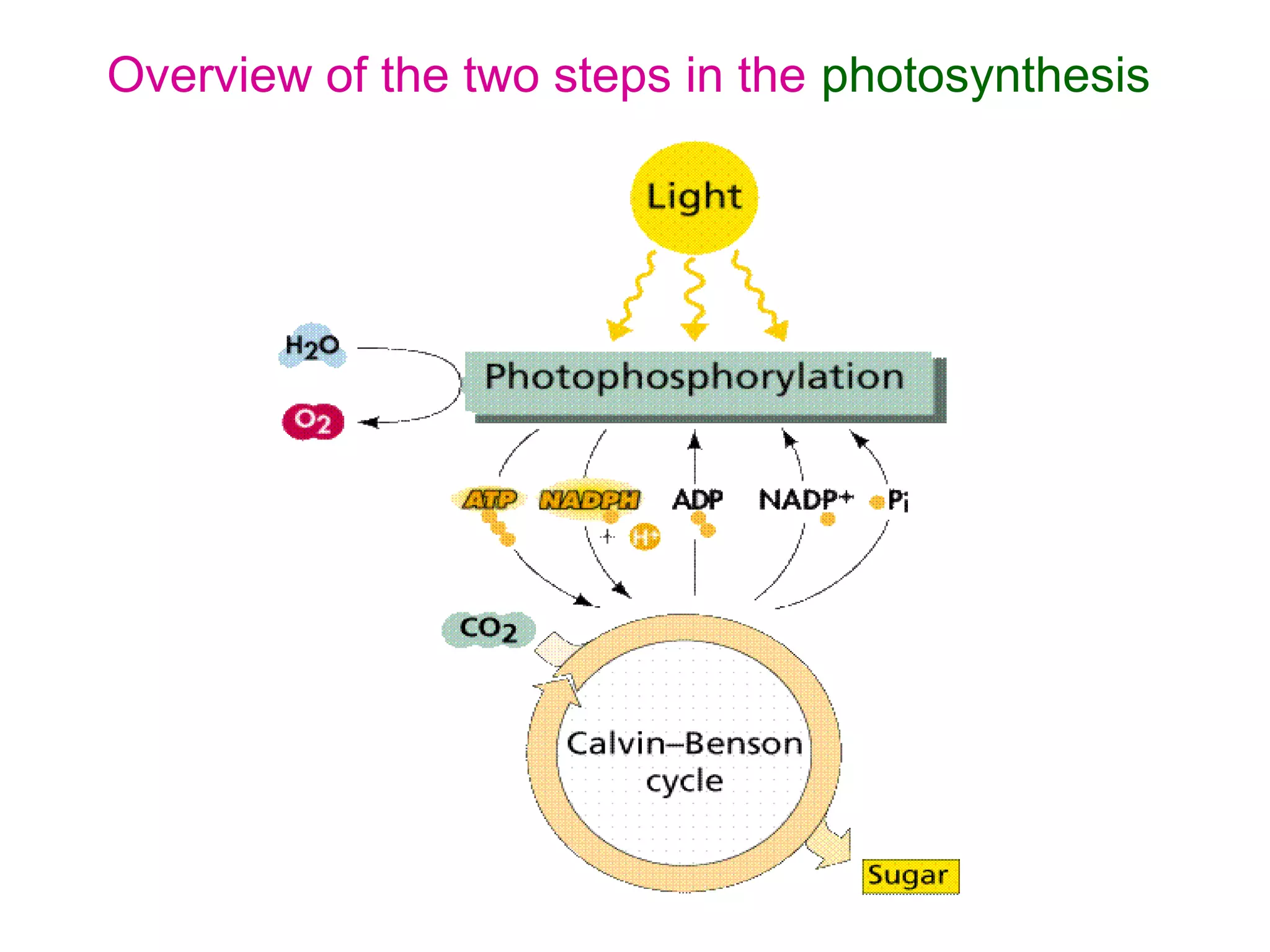 Photosynthesis | PPT