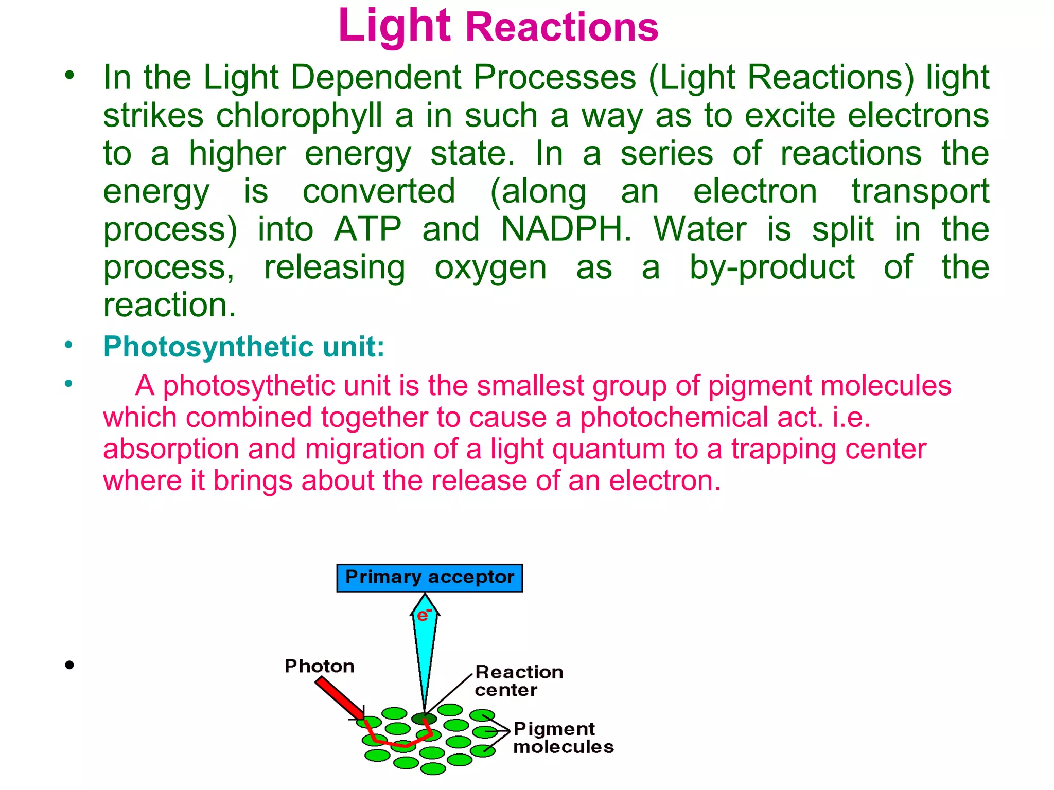 Photosynthesis | PPT