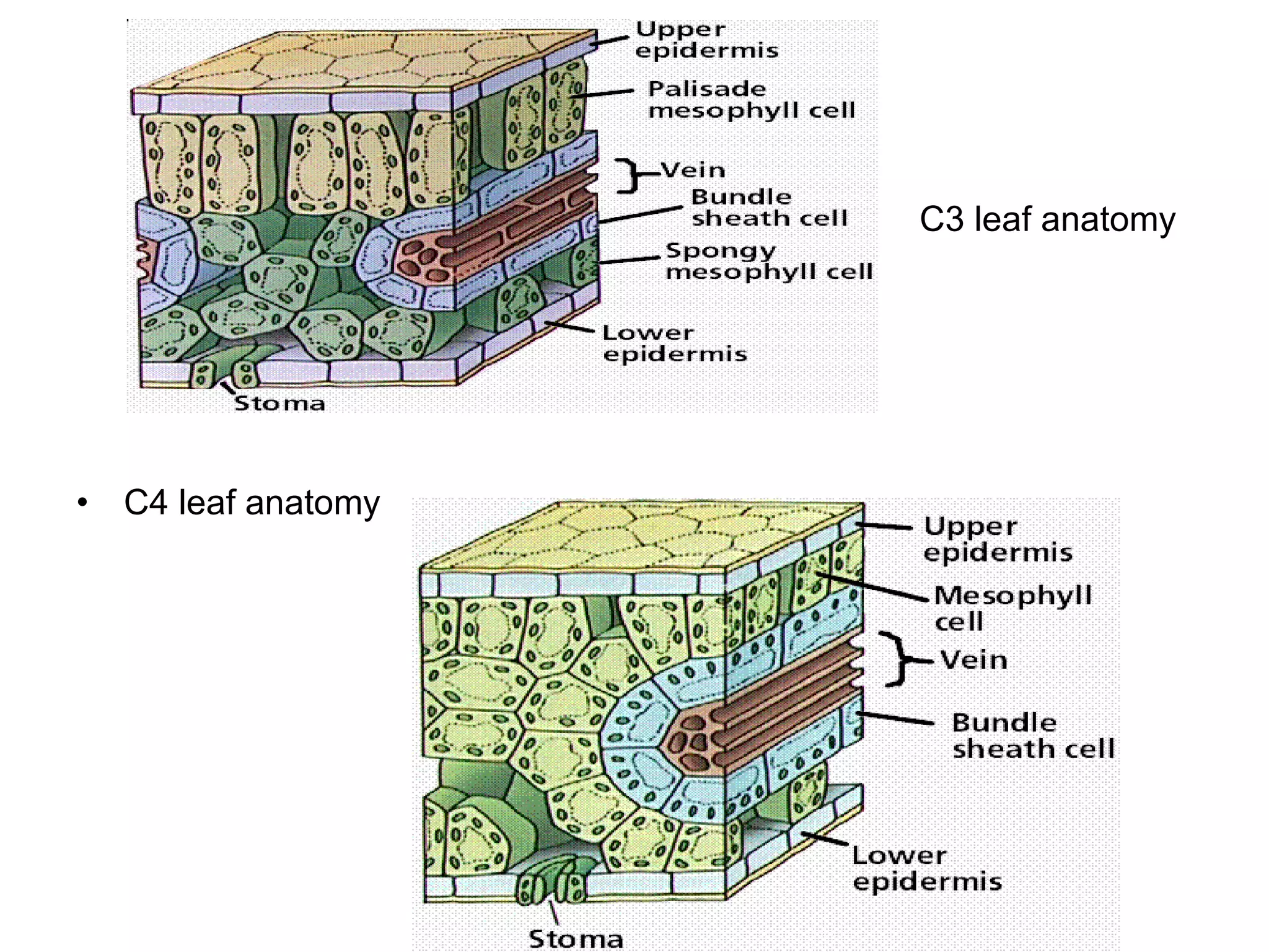 Photosynthesis | PPT