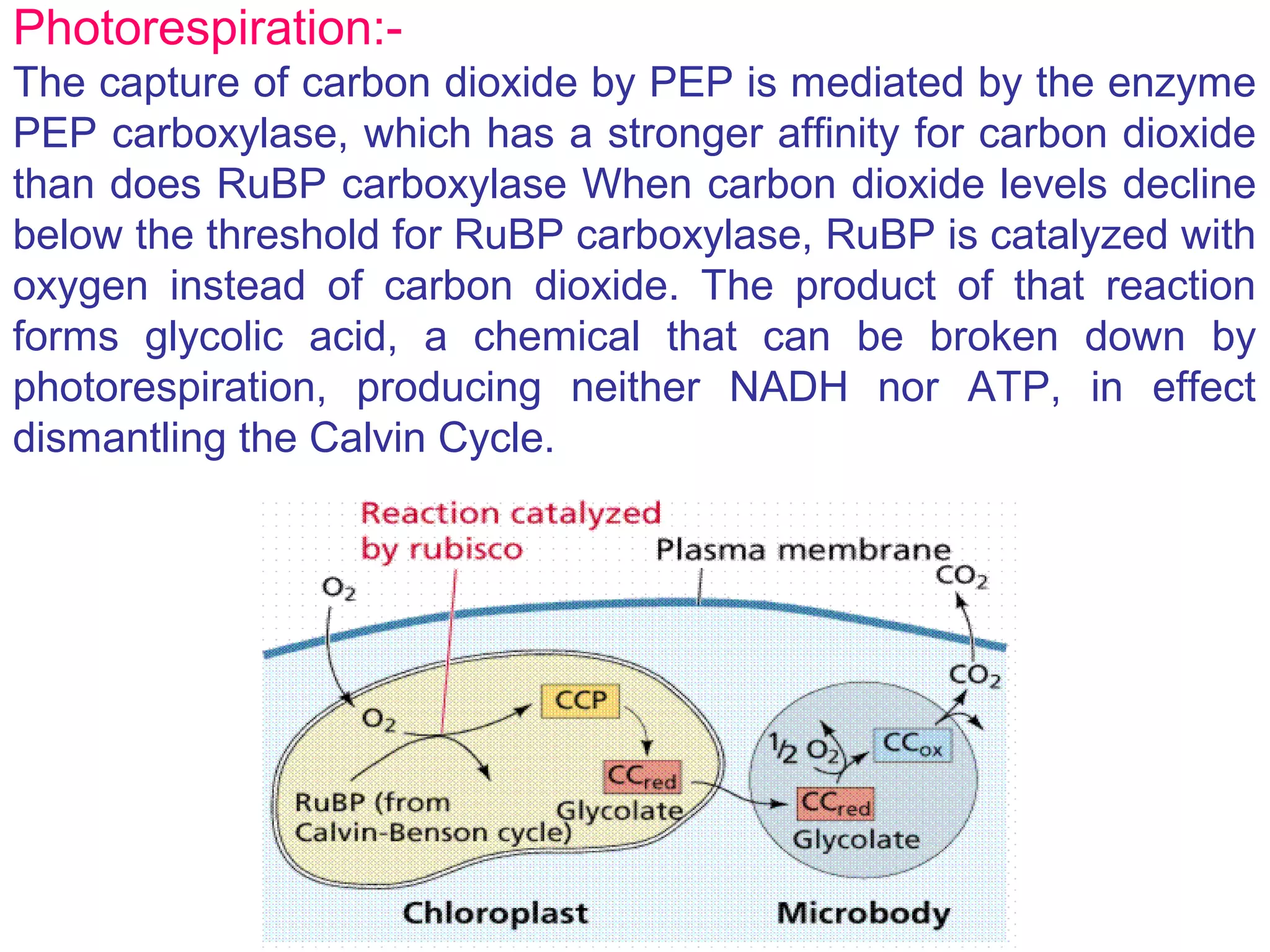 Photosynthesis | PPT