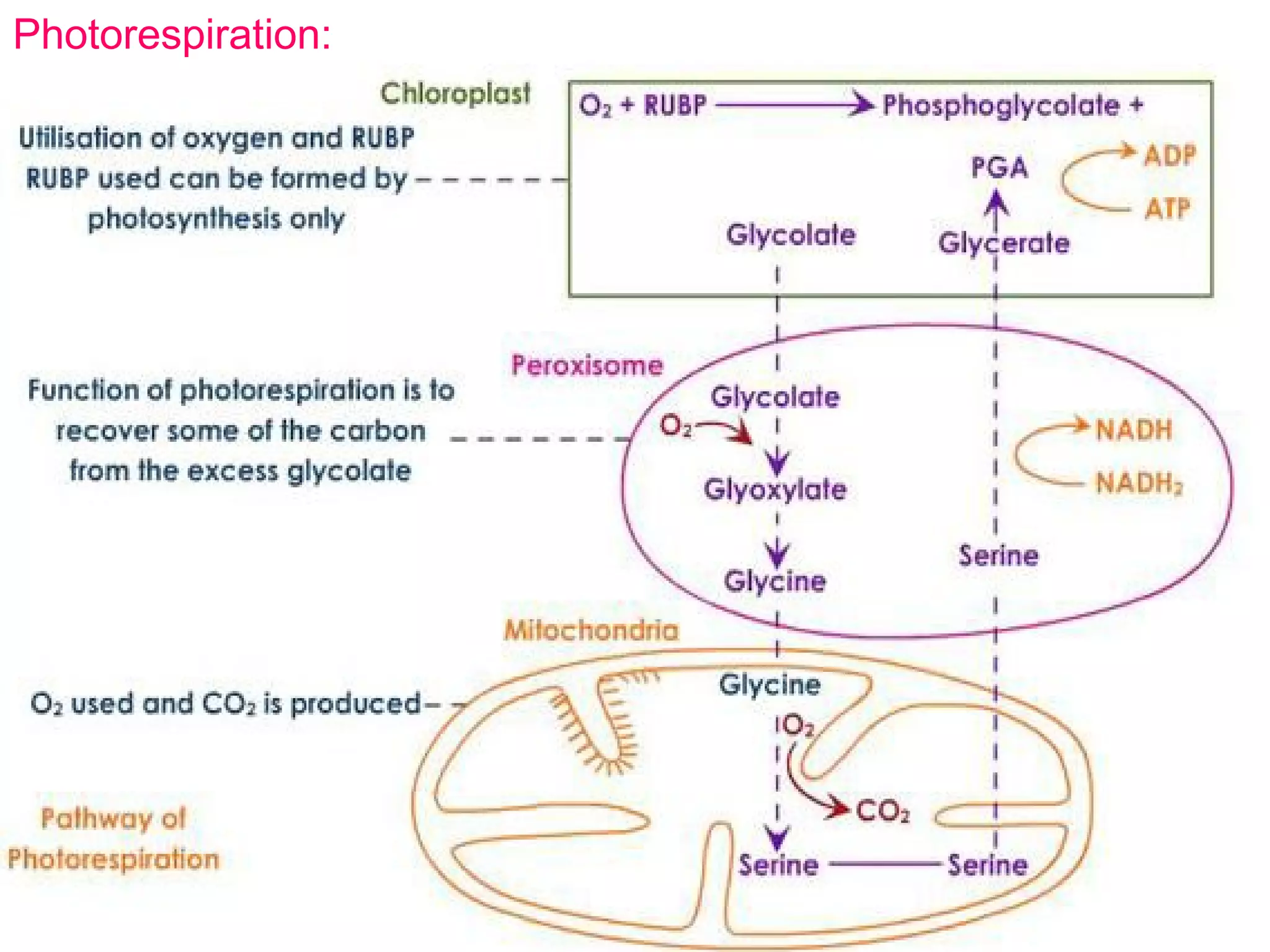 Photosynthesis | PPT