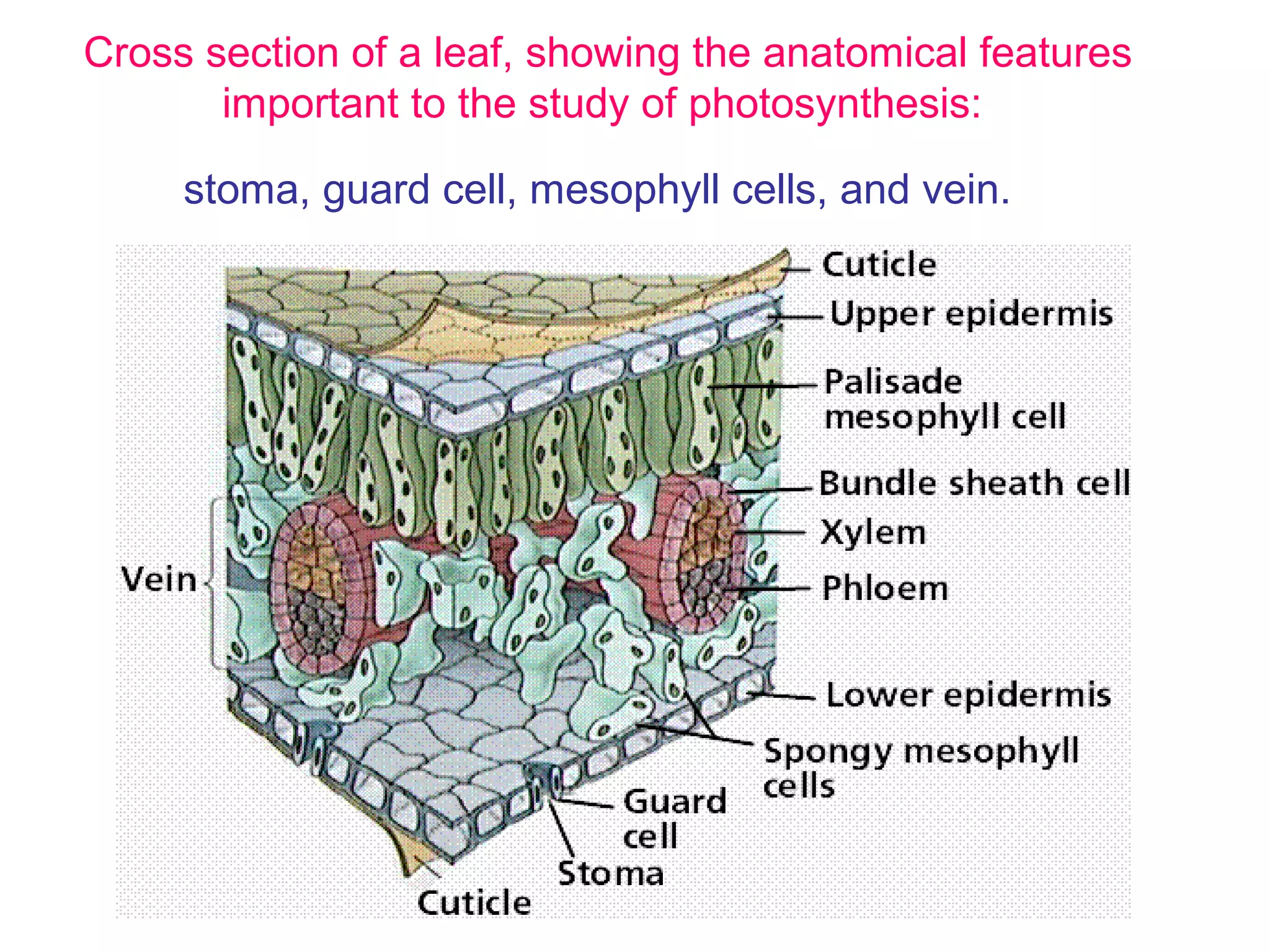 Photosynthesis | PPT