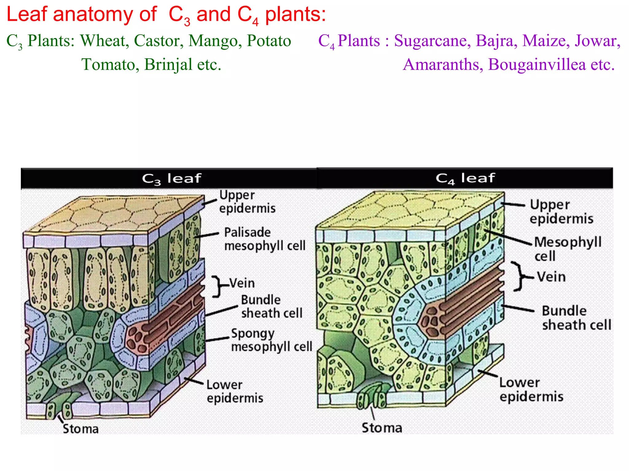 Photosynthesis | PPT