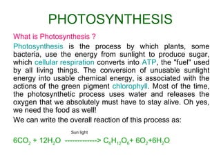 Photosynthesis | PPT