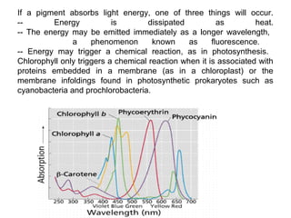 Photosynthesis | PPT