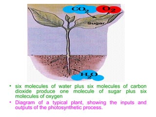 Photosynthesis | PPT