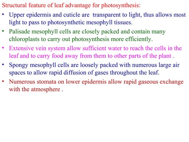 Photosynthesis | PPT