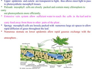 Photosynthesis | PPT