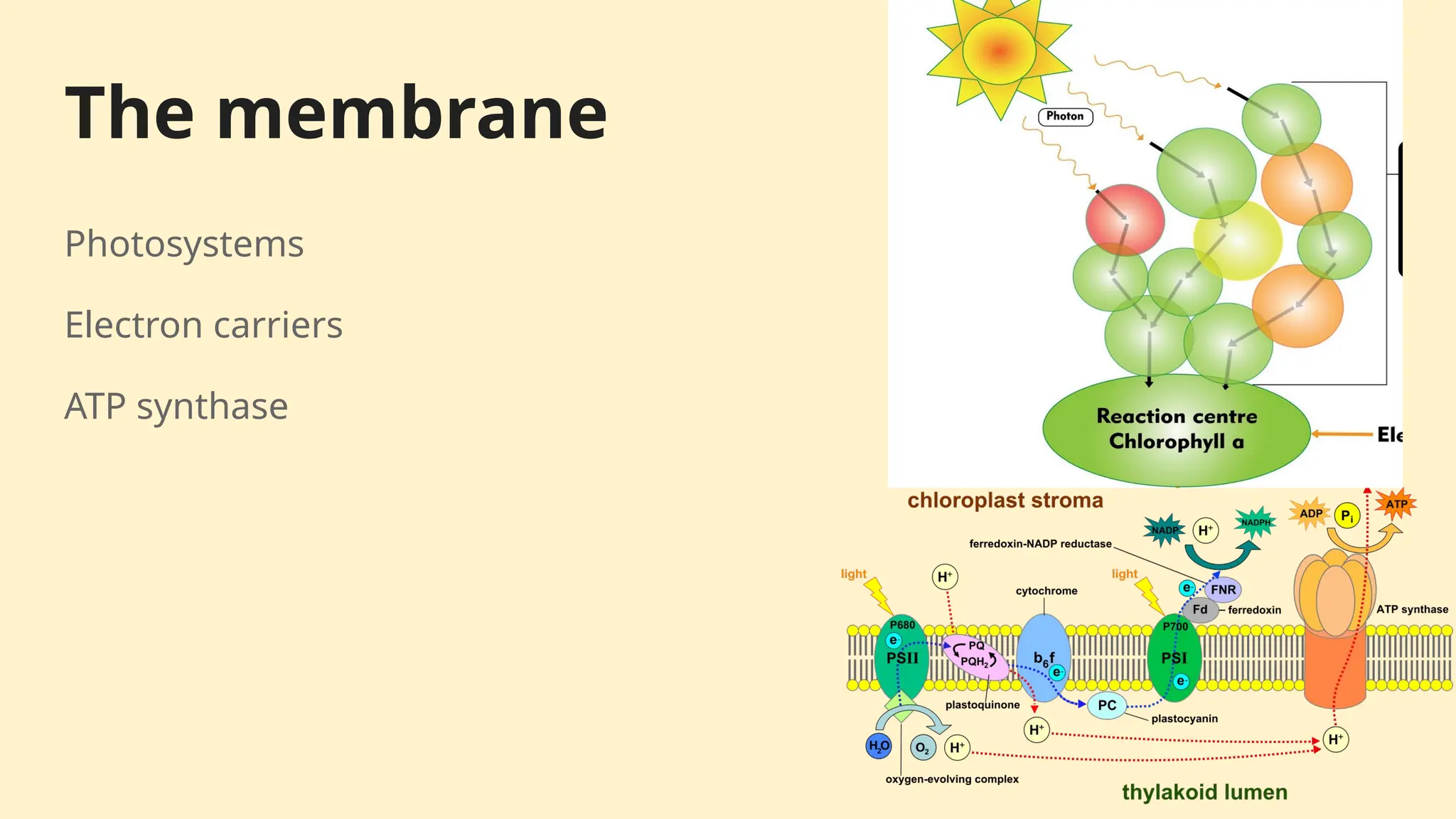 PHOTOSYNTHESIS CAPE BIOLOGY - UNIT 2 PRESENTATION BY SHERIEFA CAMPBELL ...