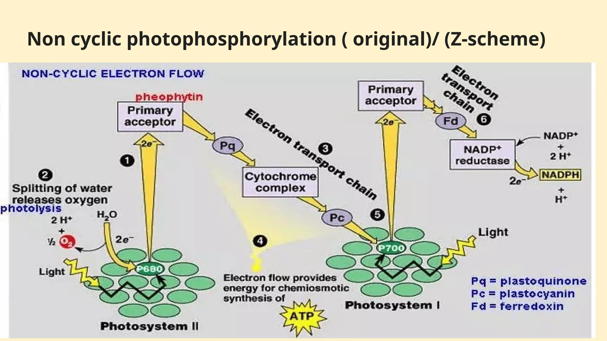 PHOTOSYNTHESIS CAPE BIOLOGY - UNIT 2 PRESENTATION BY SHERIEFA CAMPBELL ...