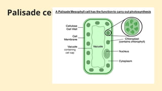 PHOTOSYNTHESIS CAPE BIOLOGY - UNIT 2 PRESENTATION BY SHERIEFA CAMPBELL ...
