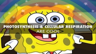 photosyn_ppt.pptx | Free Download