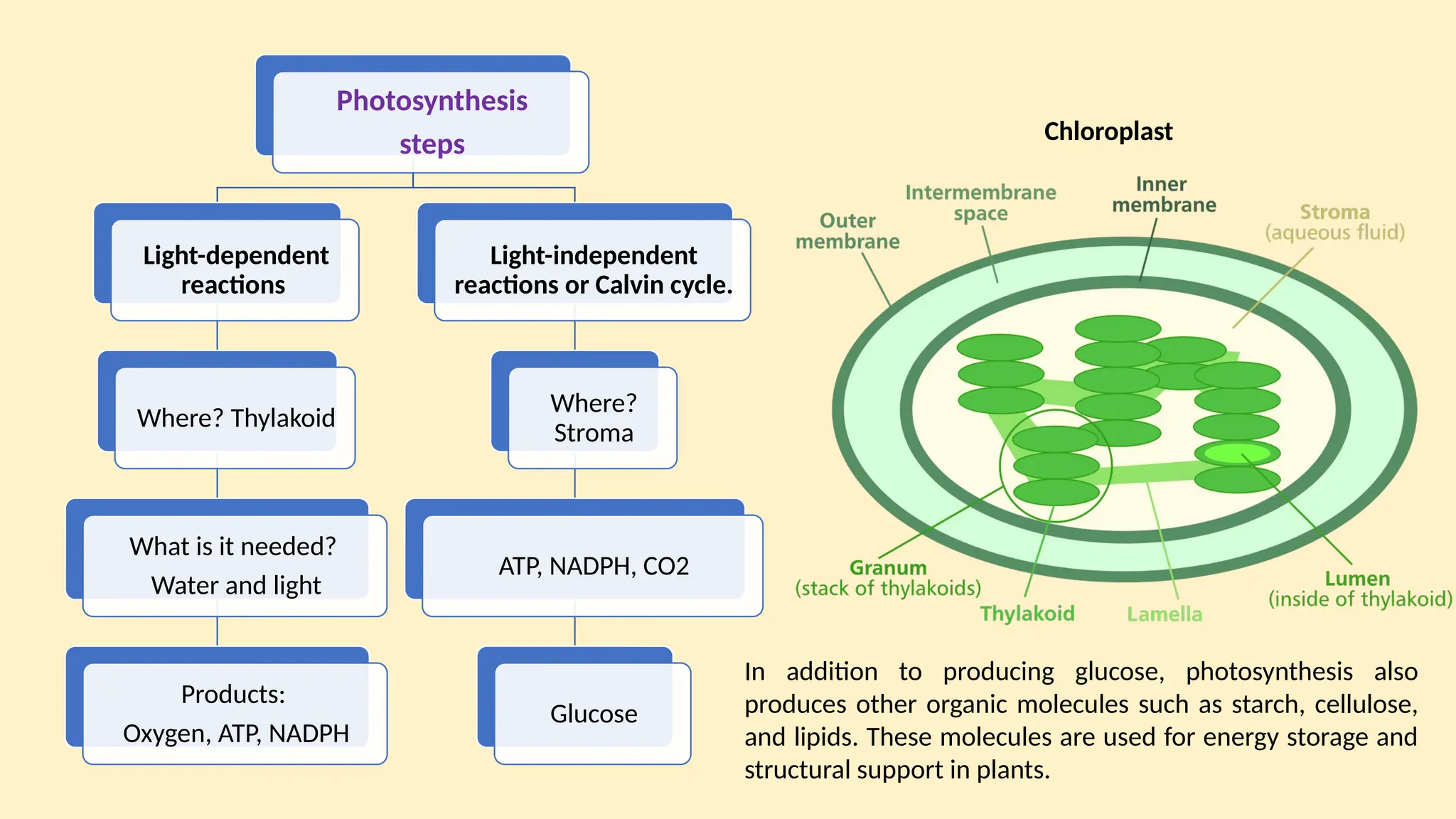 Photosyntesis lecture for highschool.pptx