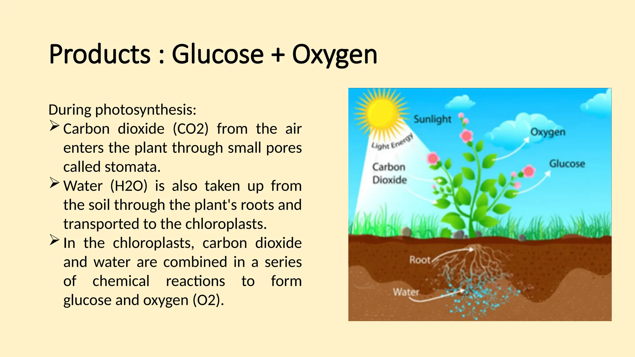 Photosyntesis lecture for highschool.pptx