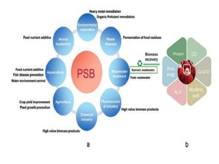 PHOTOSYNTETIC BACTERIA (PSB).pptx
