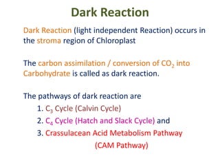 Photosyntheis outline | PPTX