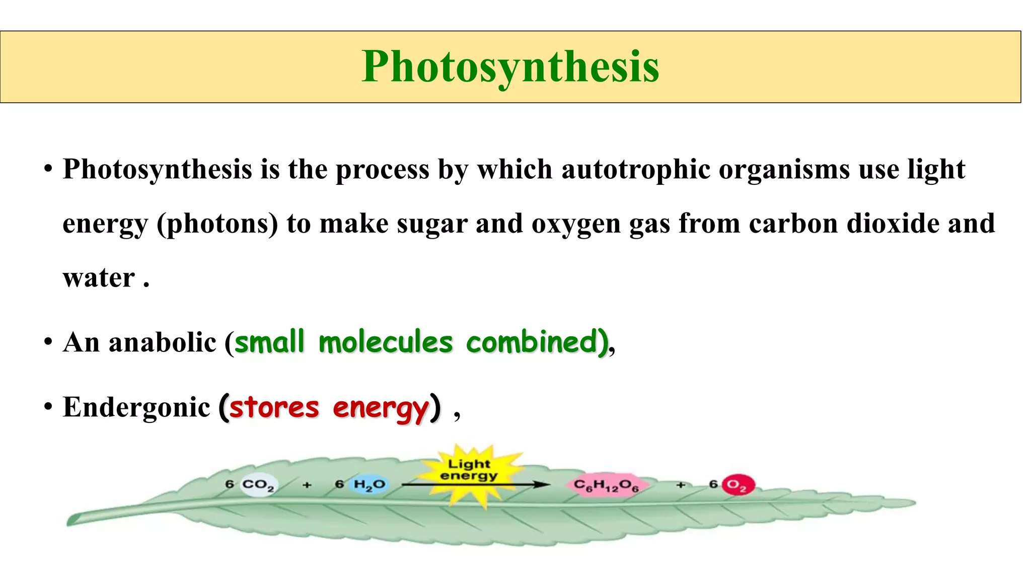 Photosynthes | PPTX
