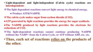 Photosynthes | PPTX | Chemistry | Science