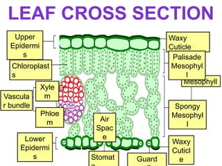 UNIT 1 PHOTOSYNTHESIS GRADE 8 KS ...