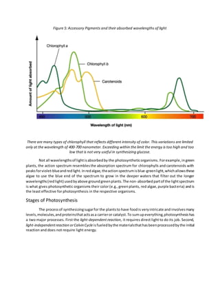 Photosynthesis | DOCX